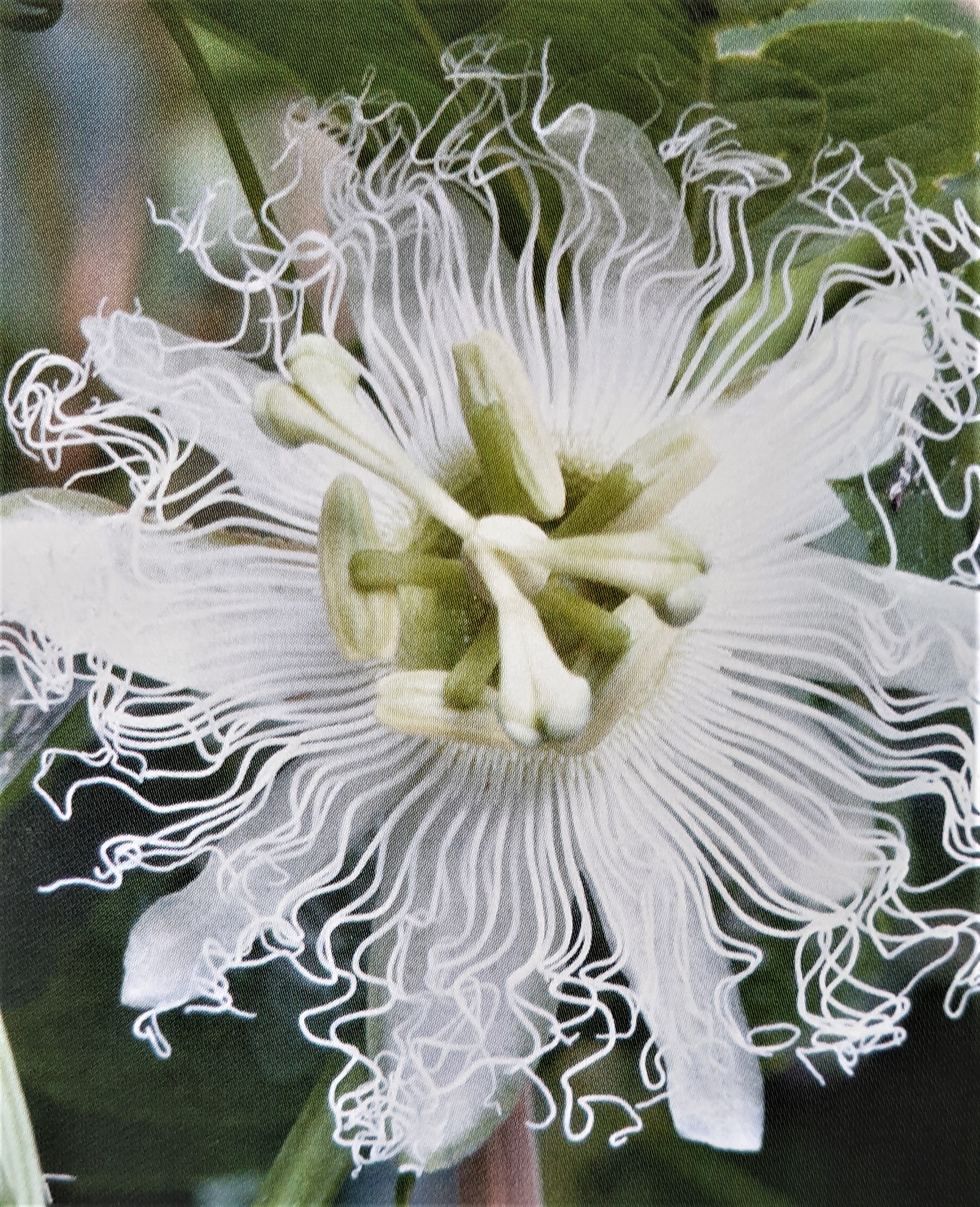 Passiflora E - L: edulis Norfolk Island