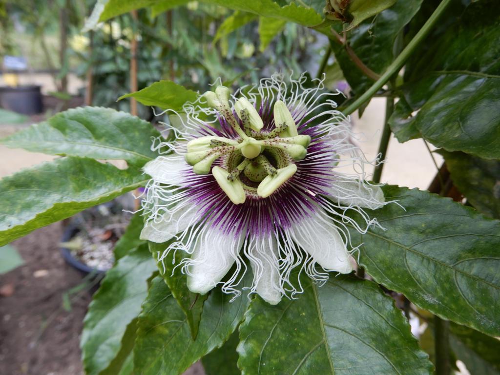 Passiflora E - L: edulis "Red Rover"